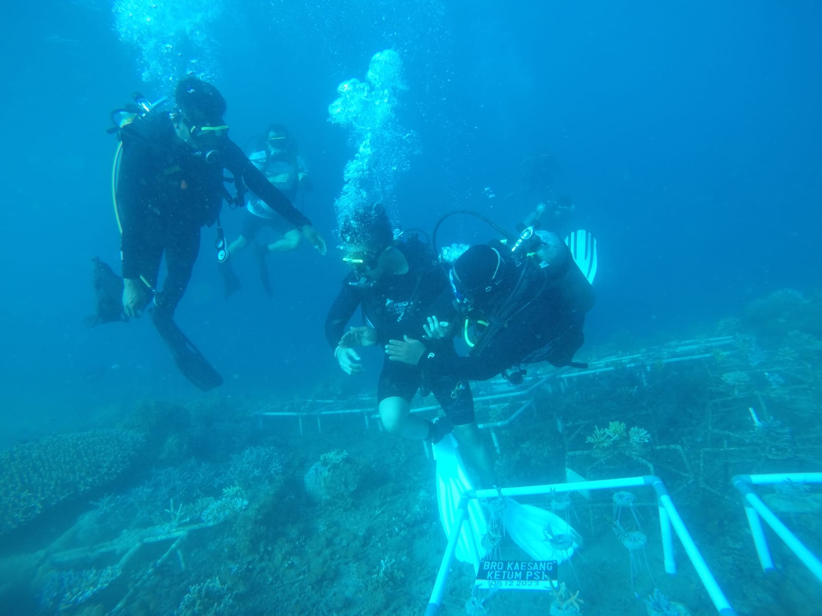 Safari ke Banyuwangi, Ketum PSI Kaesang Tanam Terumbu Karang di Selat ... Safari ke Banyuwangi, Ketum PSI Kaesang Tanam Terumbu Karang di Selat ...